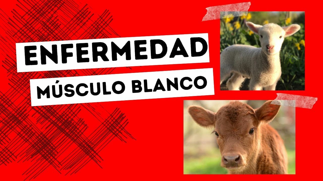 Descubre cómo identificar si una borrega es cuatera con estos 5 ...