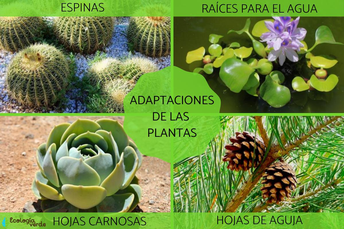7 formas en las que las plantas sin hojas sorprenden y sobreviven en la ...