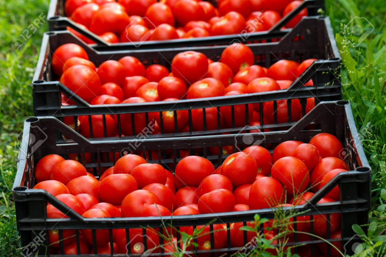 Pure de tomate en caja: 5 pasos sencillos para convertirte en un ...
